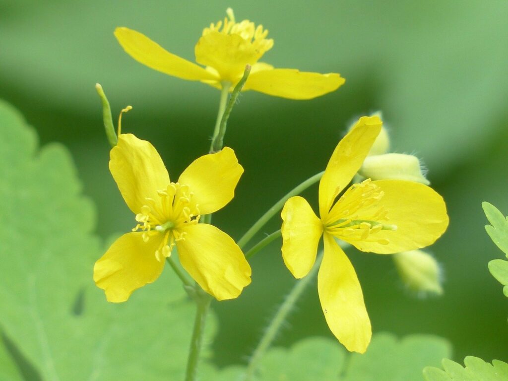 What Is Celandine? - Does It Work For Health? - How To Reduce Stress ...